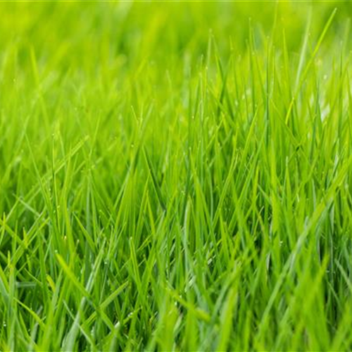 Rammes Grünland - Seit 110 Jahren im Garten